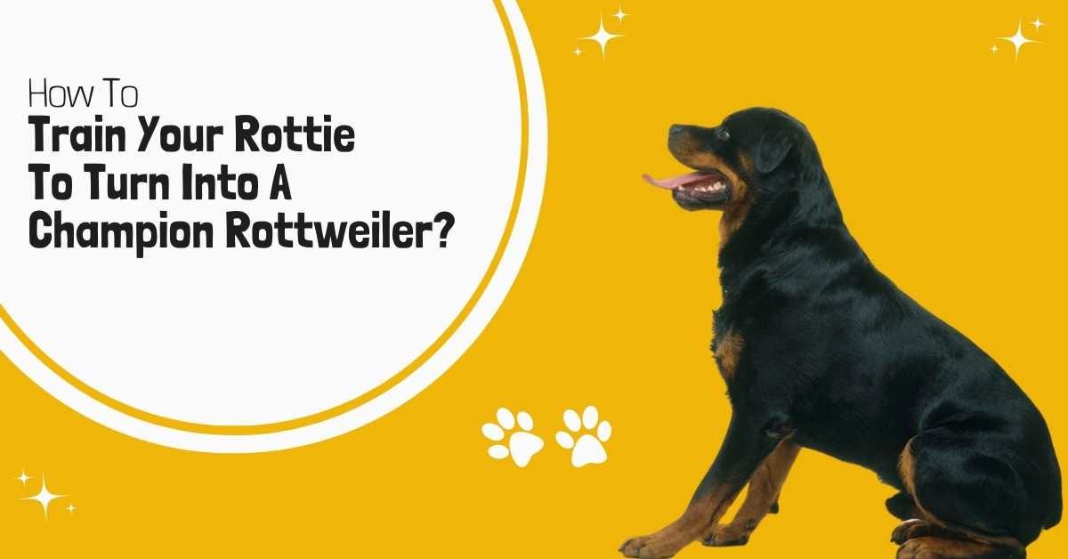 How To Turn Your Rottie Into A Champion Rottweiler? - Vom Hause Stan ...