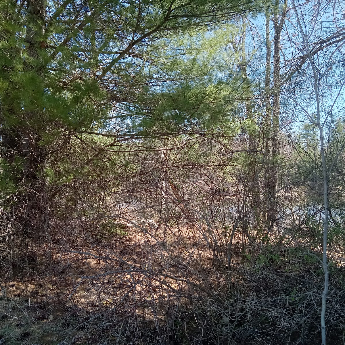 The Saco River - Addison Jureidini - Medium