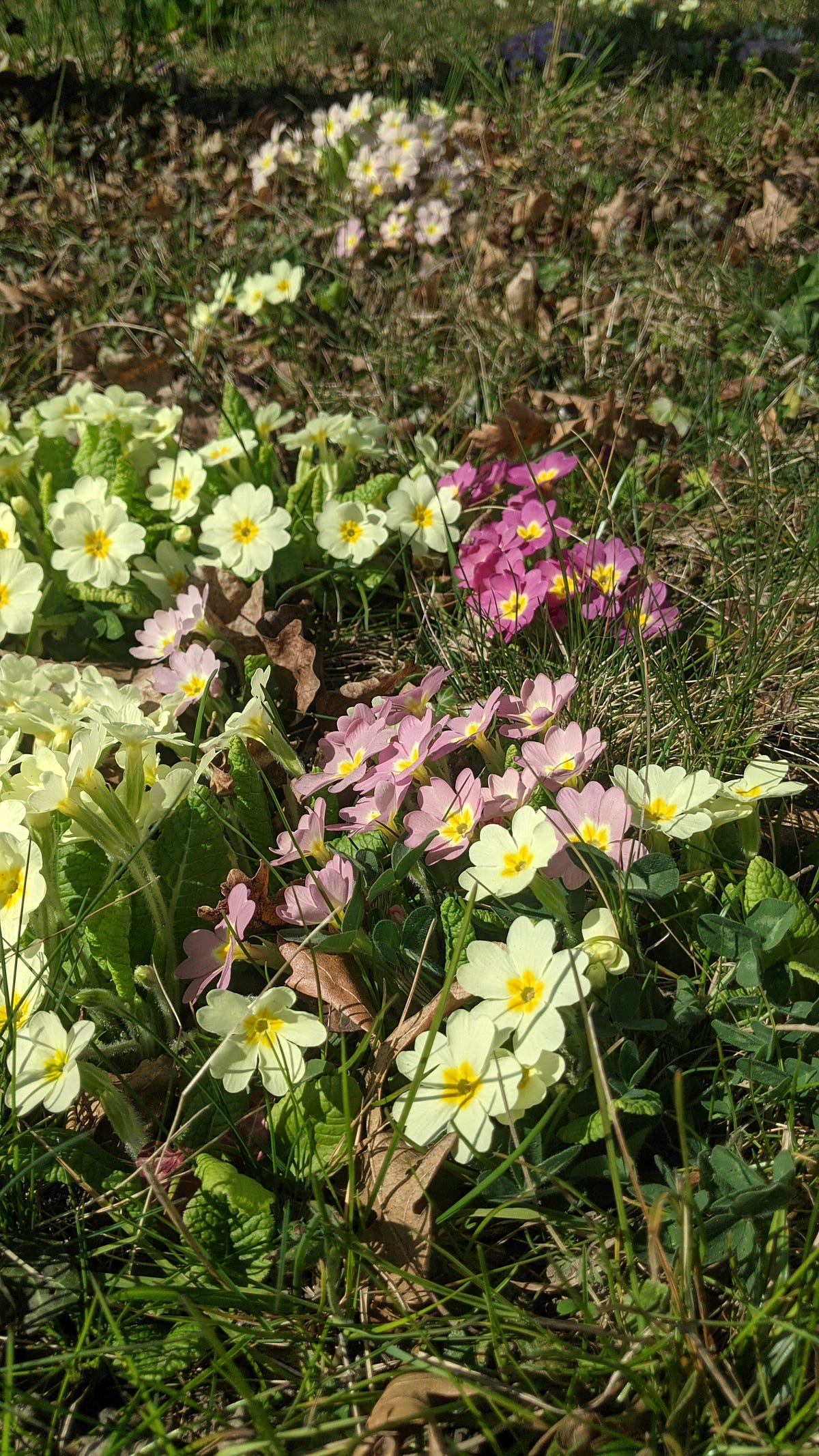 Spring report week 1, featuring primroses | by LucianoSphere (Luciano Abriata, PhD) | SNAPSHOTS ...