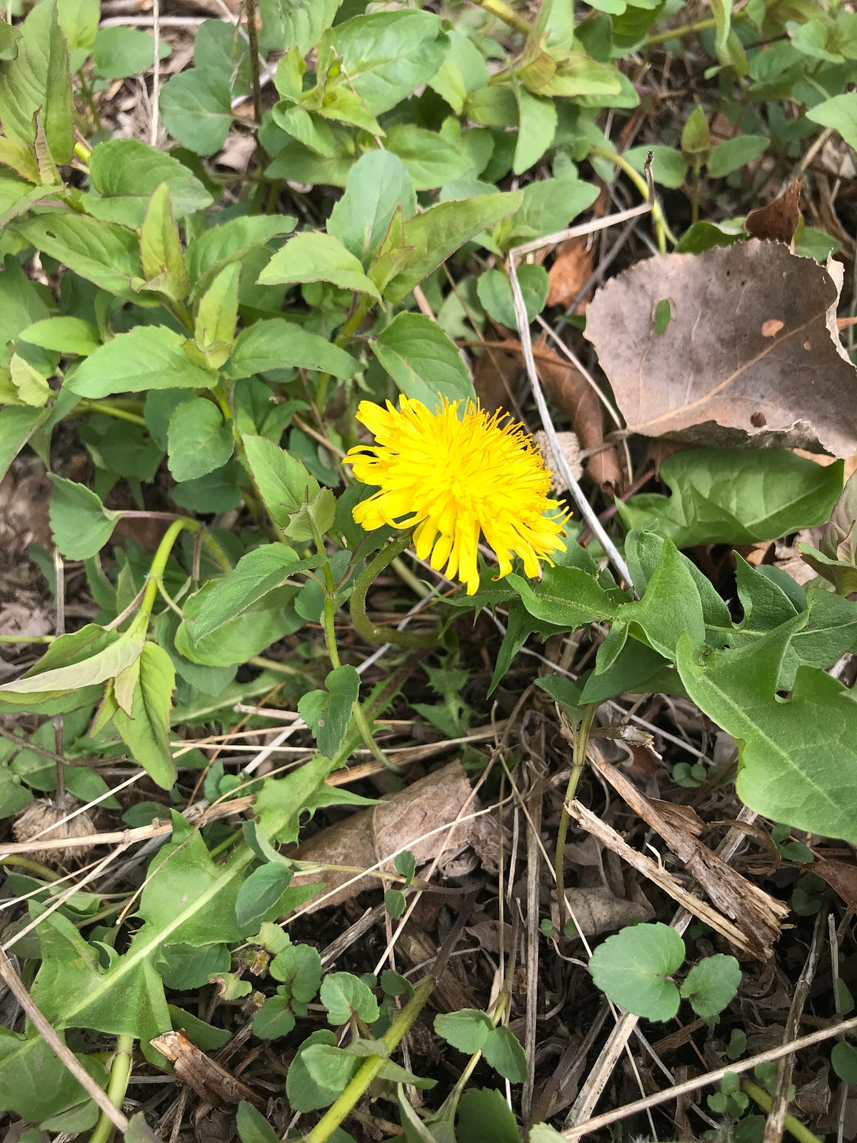 Making Pigment from Invasive Species: Dandelions | by Mayuko Fujino ...