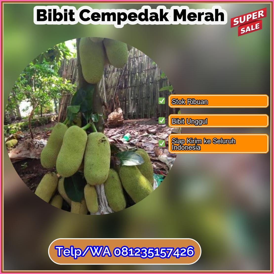 Supplier Bibit Cempedak Merah Purworejo - Pusat Bibit - Medium