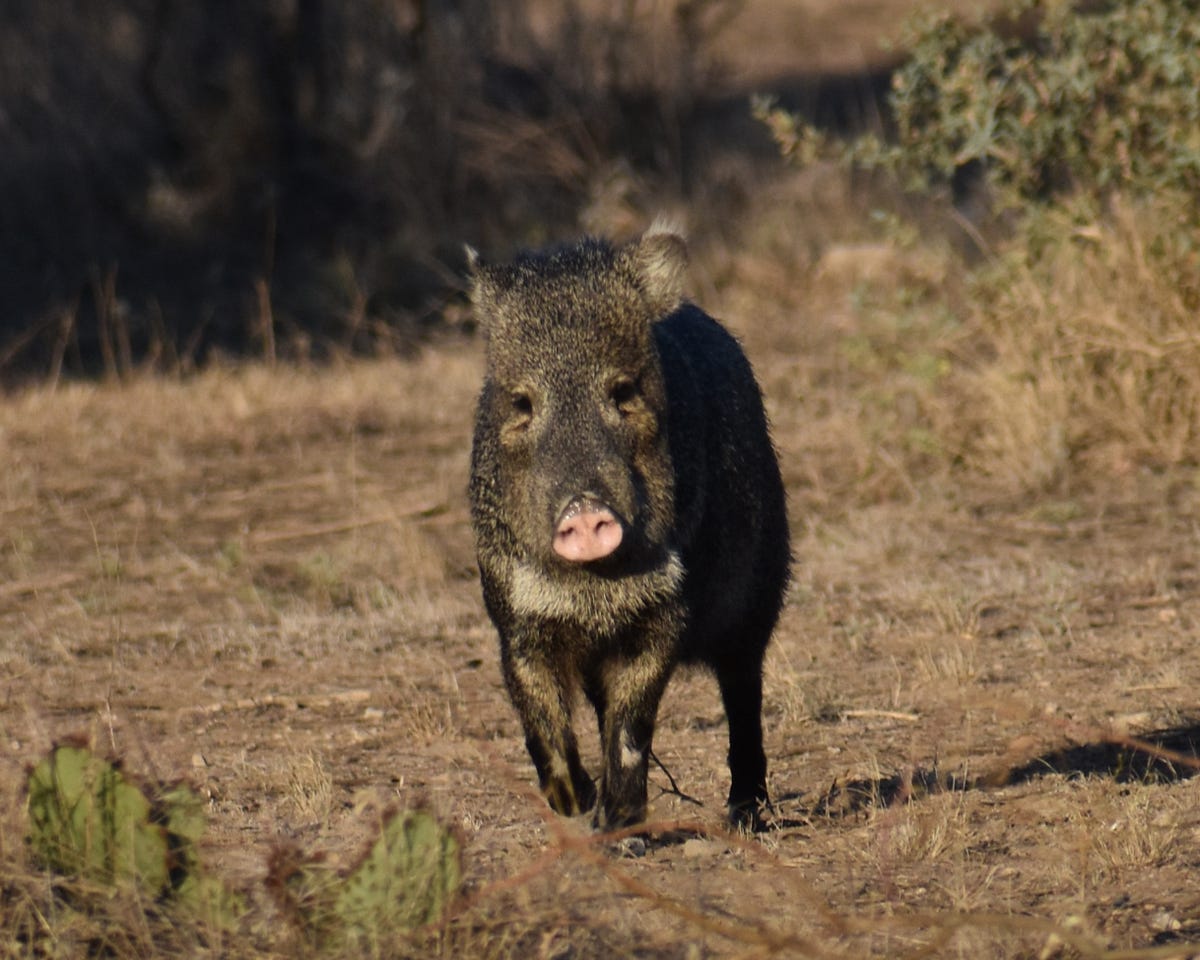 Javelina adventures. Wildlife biologist and outdoor writer… | by ...