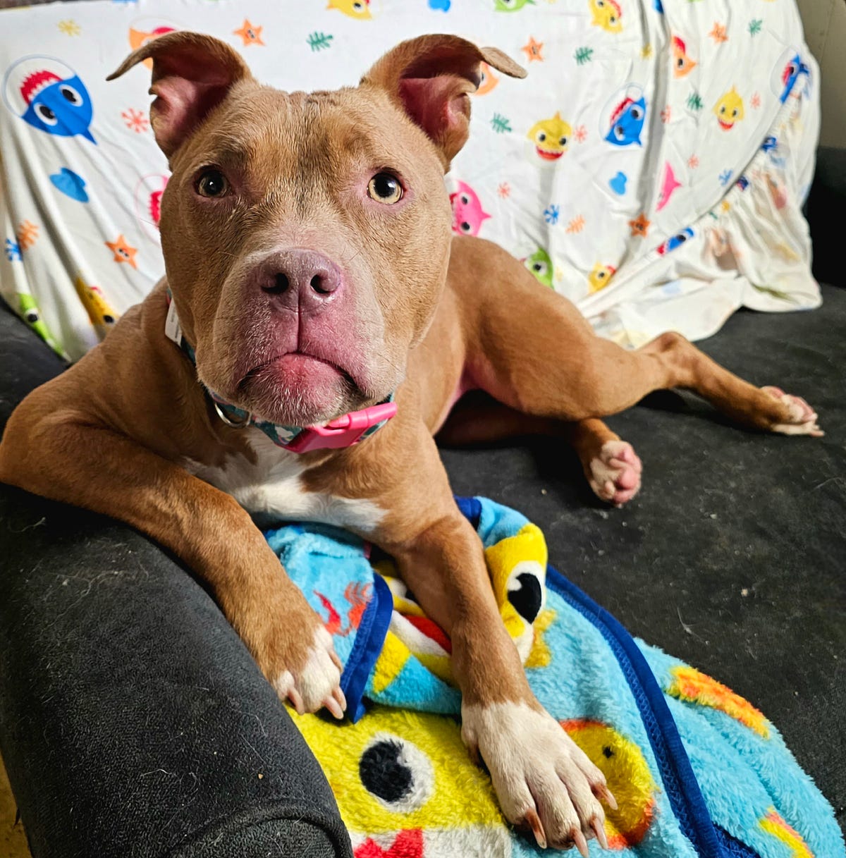 Beyond the Bark — How the Media Misrepresents Pit Bulls and Large ...