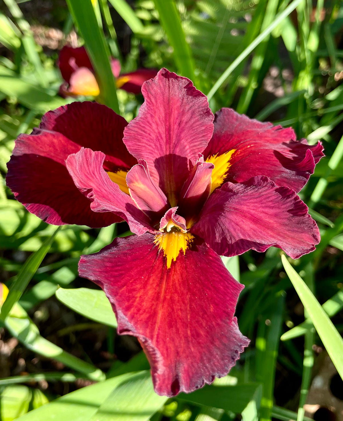Antoinette’s Bird. A mundane moment to stop and listen. | by Denise ...