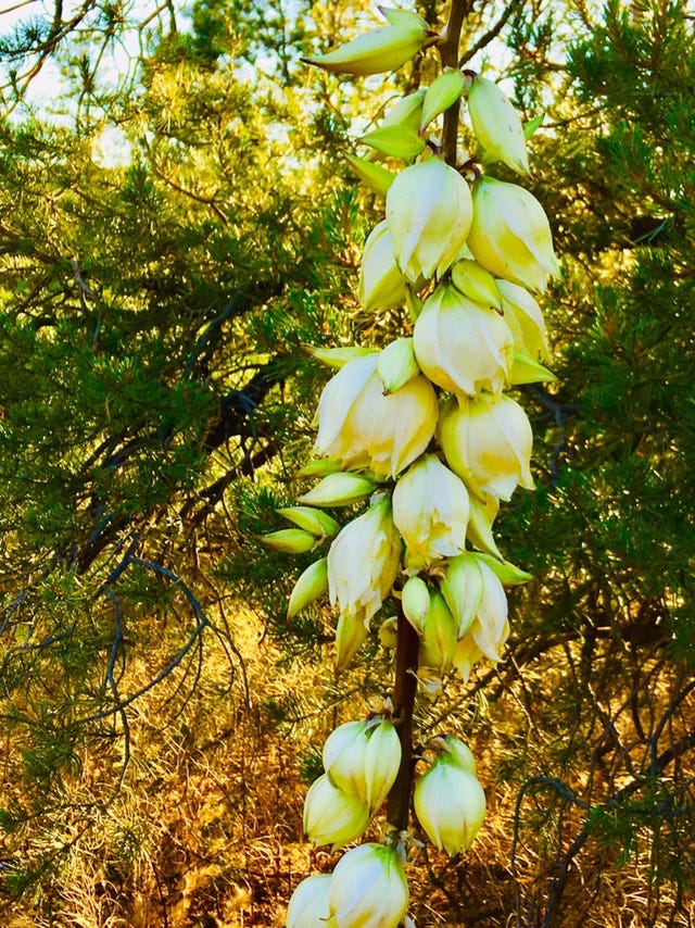 Spirit Spring _ ‘pods aWalk _ thev ‘ Stalk | by kurt gasbarra | Medium