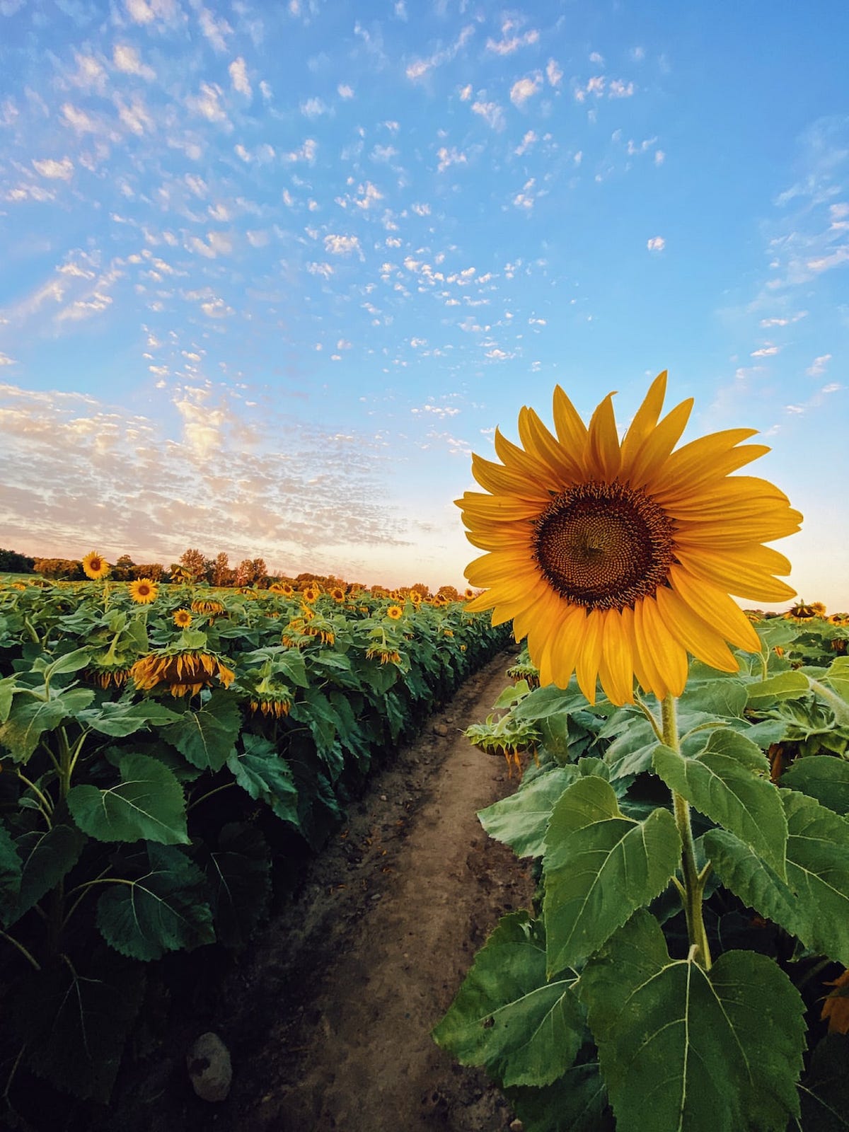 Dancing Under Fire: When HIMARS Rockets and Sunflowers Share the Same Sky | by Bogdan Maftei 💎 ...
