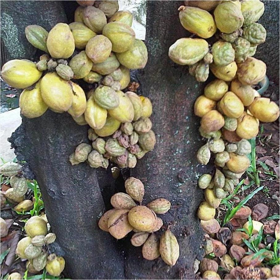 Bibit Namnam Pohon Nam Tanaman Buah Nam-Nam Langka Unik Kota Depok | by ...