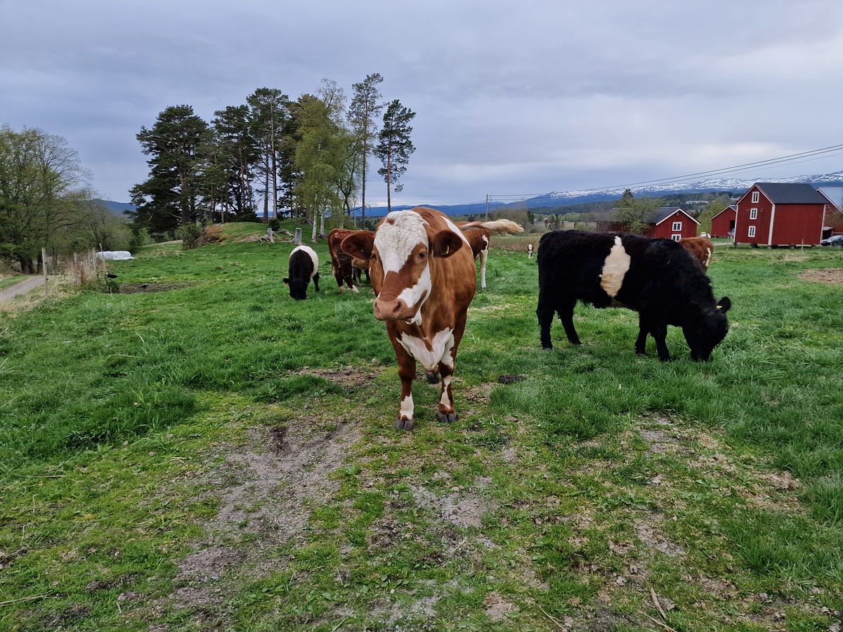 From City to Soil: Why you should follow your dream to move to a rural ...