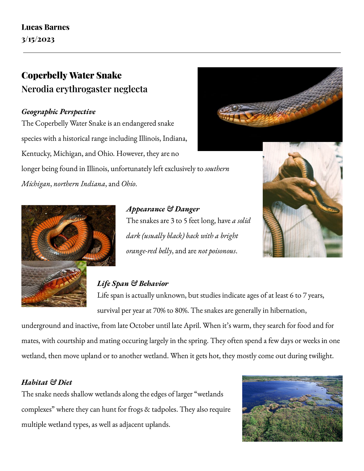 Design Lab, Project 3: Local Endangered Species Illustrator Composition | by Lucas Barnes | Medium