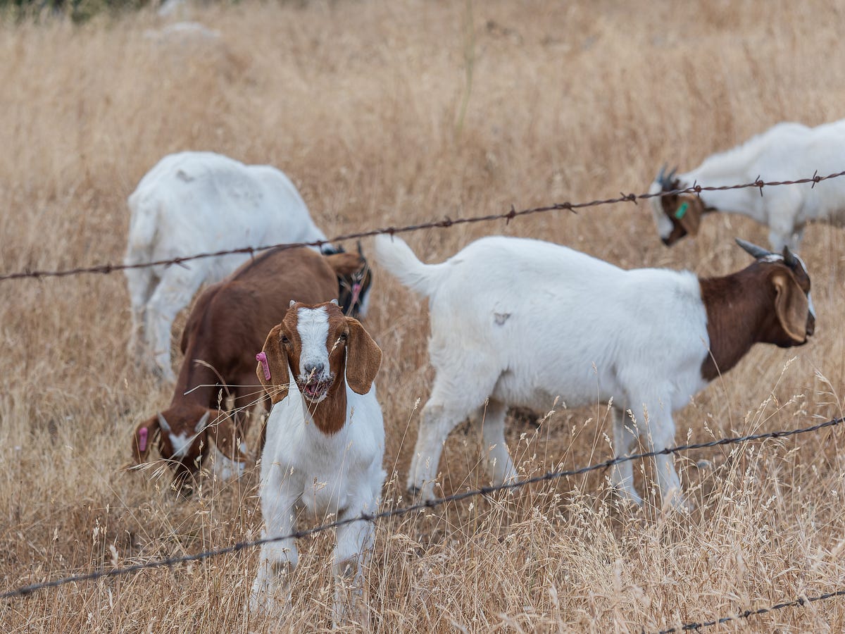 How goats help protect urban areas from fire. | by Eric Buell | Medium