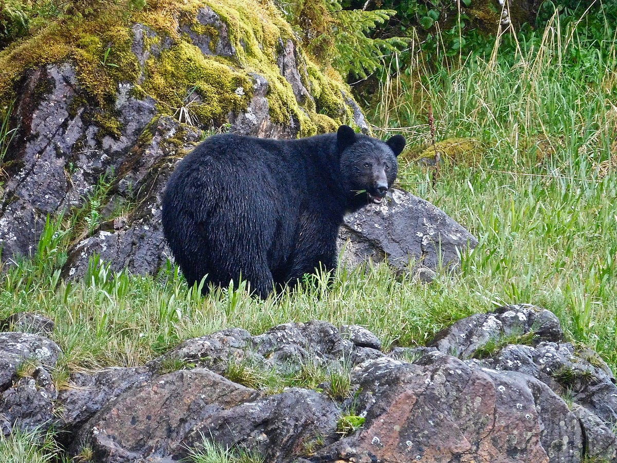 Black bear adventures. Wildlife biologist and outdoor writer… | by Hornady Manufacturing | The ...