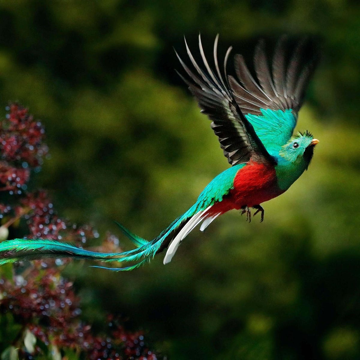 Meet the Resplendent Quetzal: The World’s Most Beautiful Bird | by Tim ...