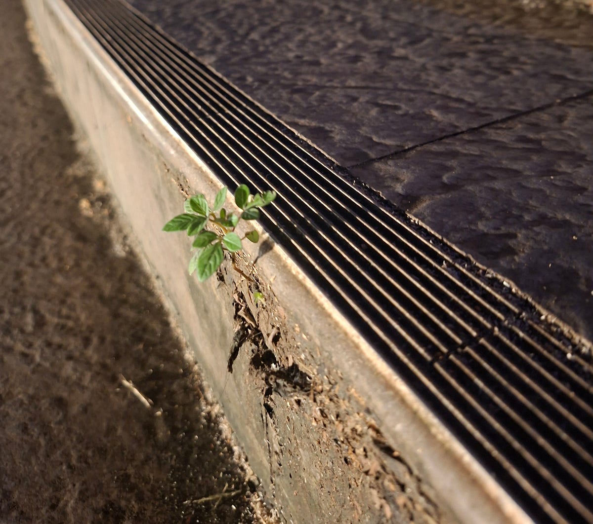 Life Finds Its Way Through Cracks | by Lesyeux De Vérité | Dec, 2025 ...