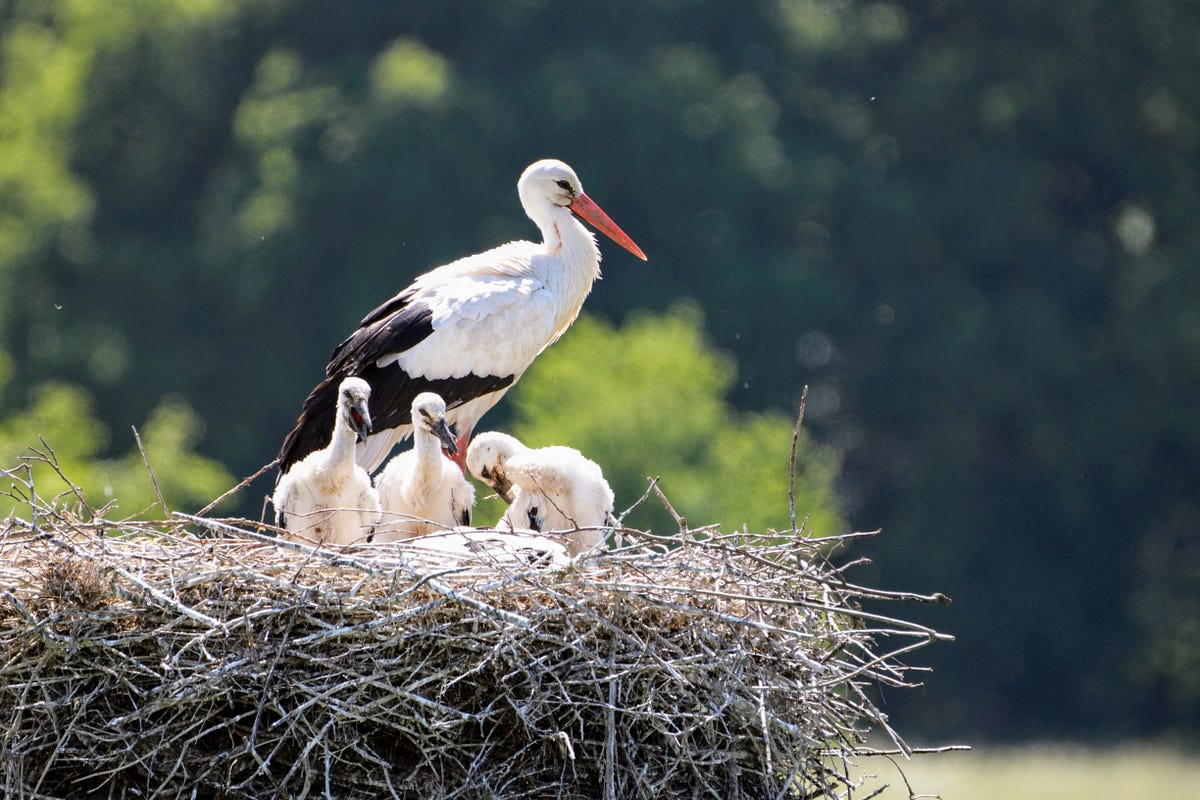 Stork Day is March 25th. A spring holiday for children. | by Janis Hunt ...