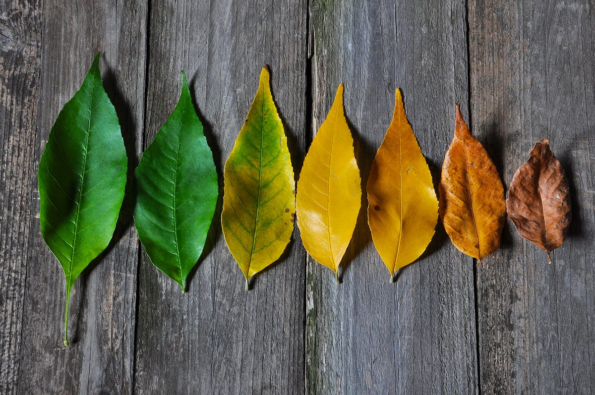 What can the life cycle of a leaf teach us about leadership? | by Nerissa J. Persaud | Moca | Medium
