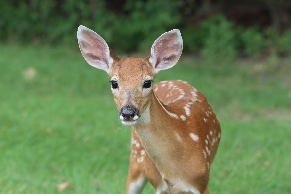 Fawn’s Message. About 11 years ago I decided to attend… | by Jennifer B ...