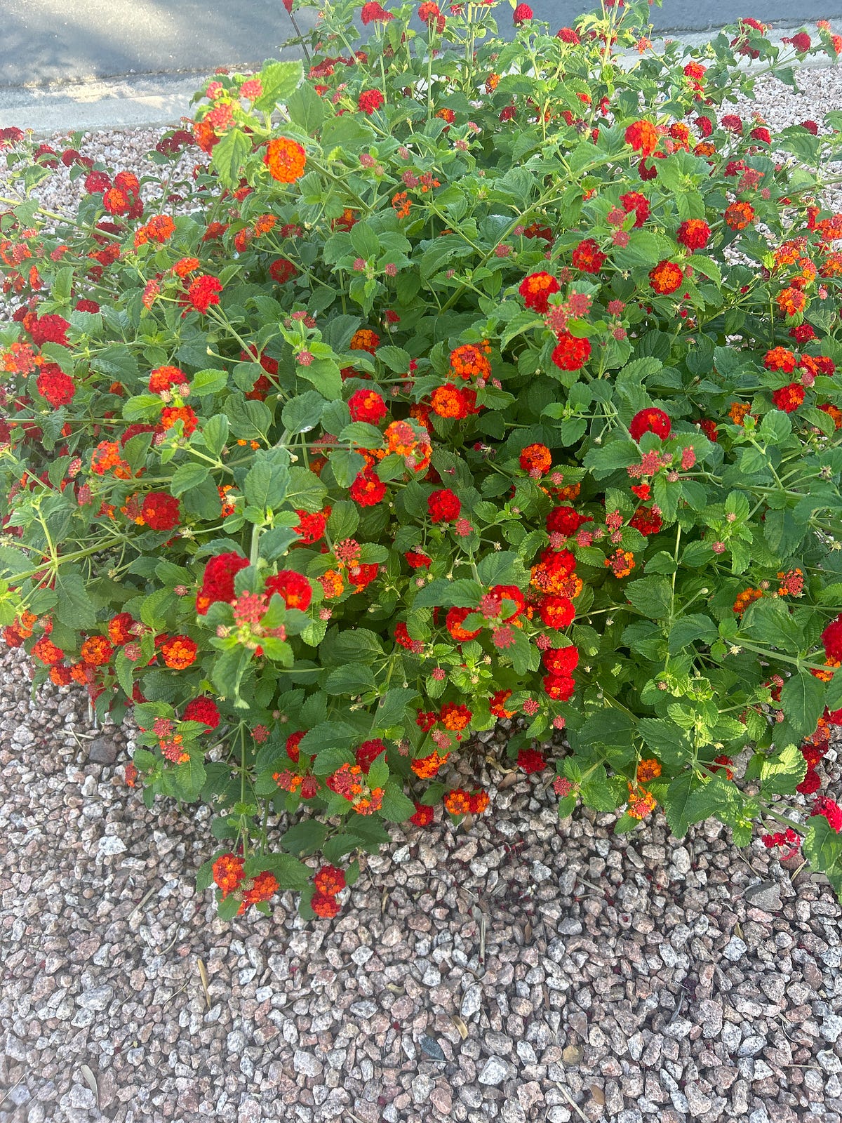 Blooming. A resiliance poem | by Red Sevin | Catharsis Chronicles | May, 2024 | Medium