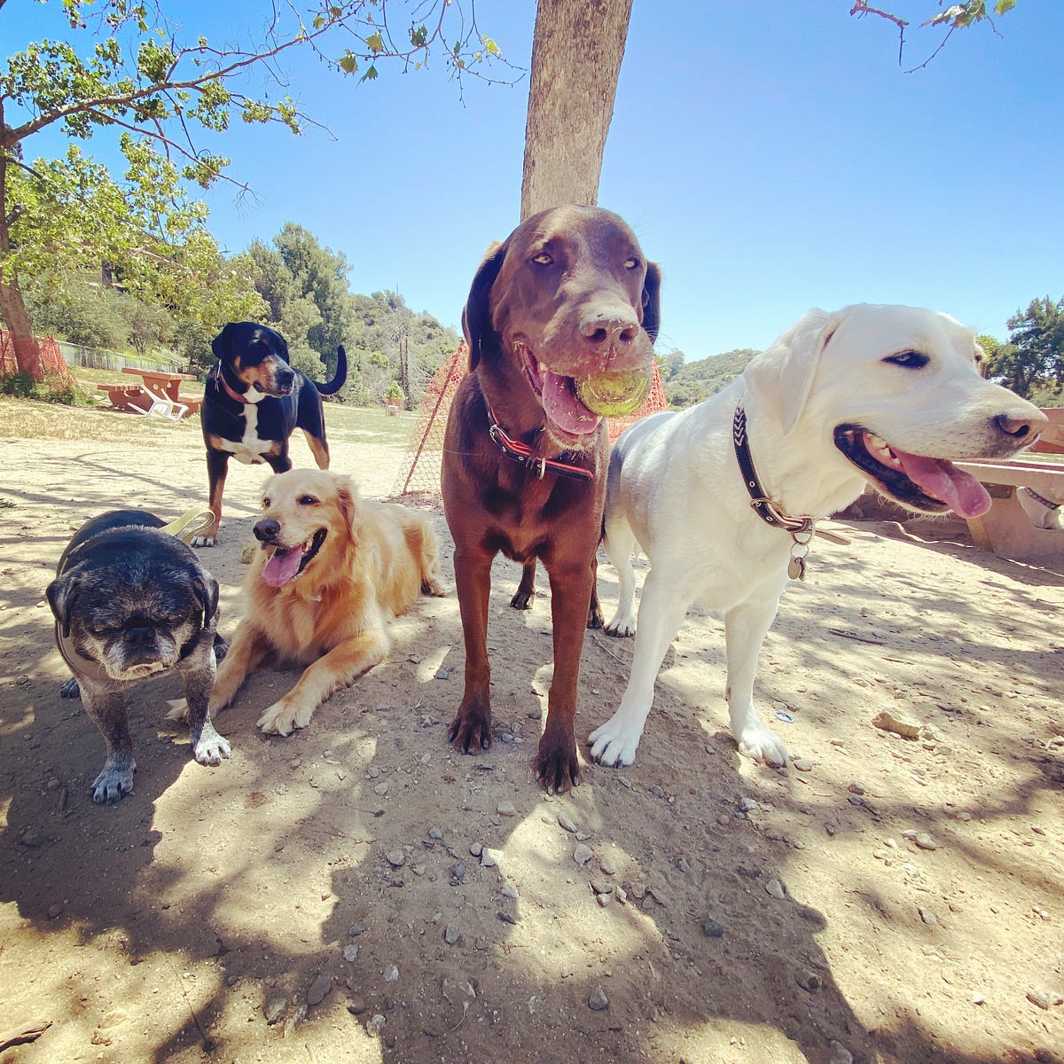 What It’s Really Like To Be A Dog Walker in Hollywood | by Angela ...