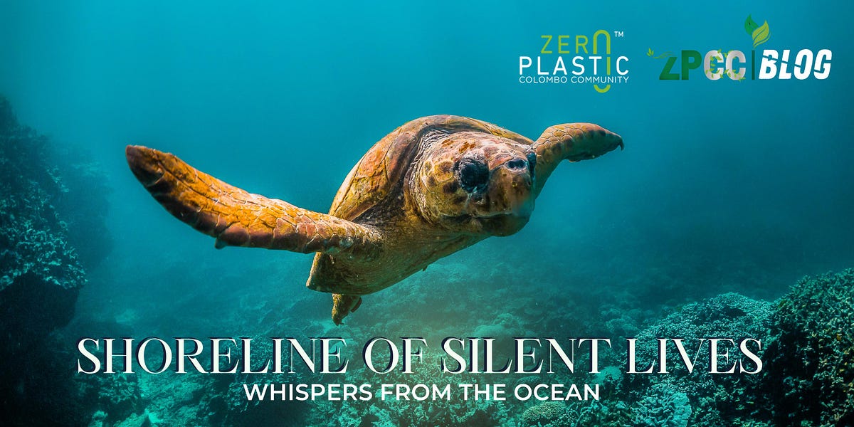 Silent Swimmers: Sea Turtles in a World of Plastic | by ZPCC BLOG | Sep ...
