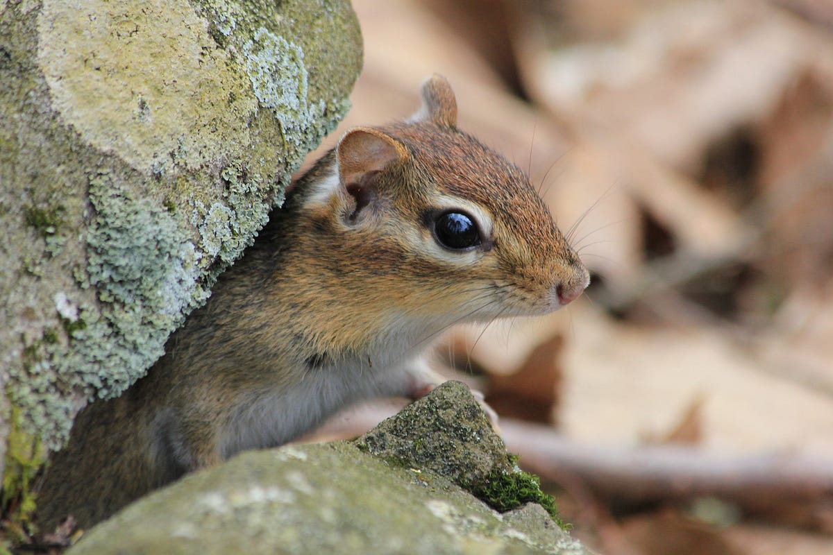 Species Spotlight: Eastern Chipmunk | by Mohonk Preserve | Medium