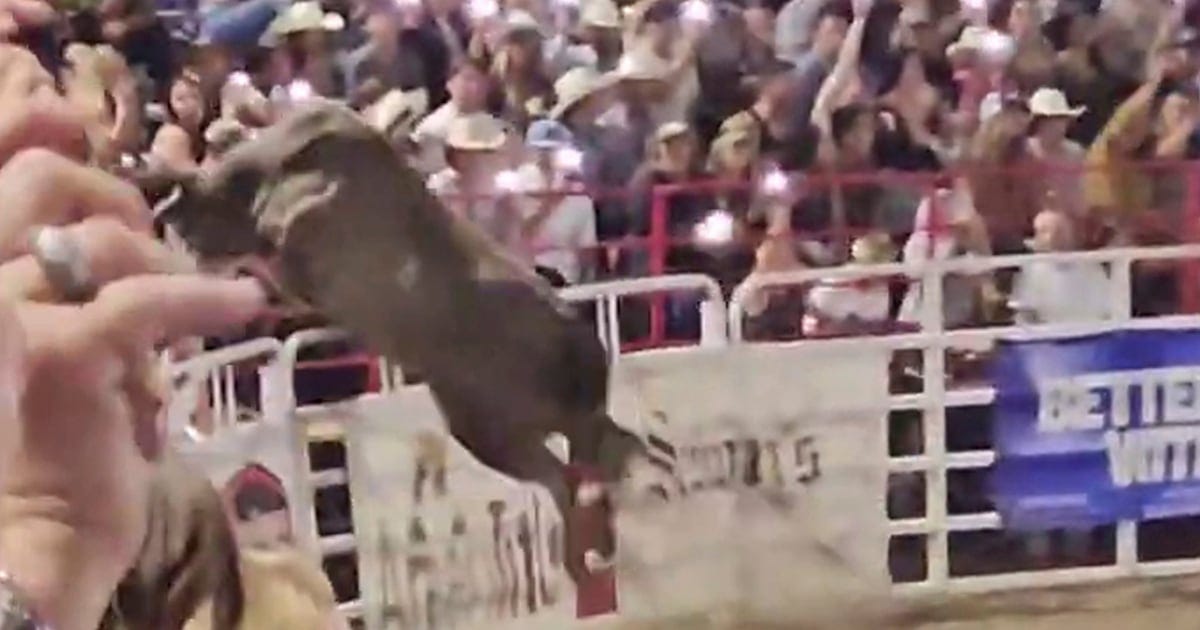 A startling video has captured the moment a bull vaulted over a fence ...