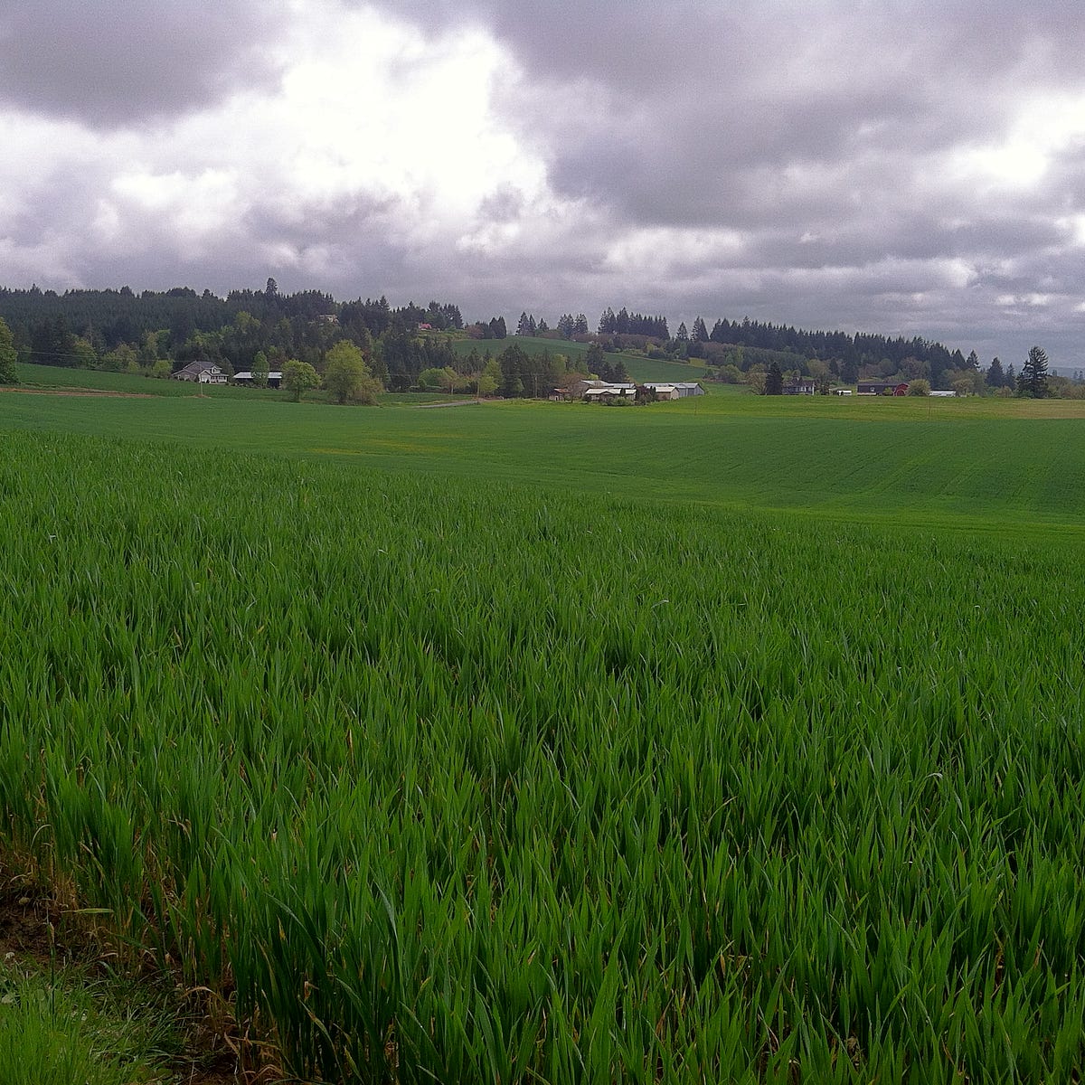 Killin Wetlands, Banks, Oregon. From rare soils, to Native Americans on ...