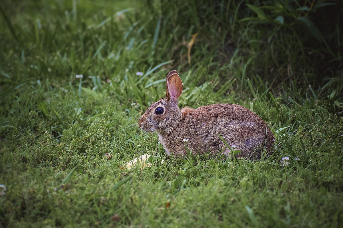 Beginners guide to start with rabbits hunting | by Chrislouis | Hunting ...