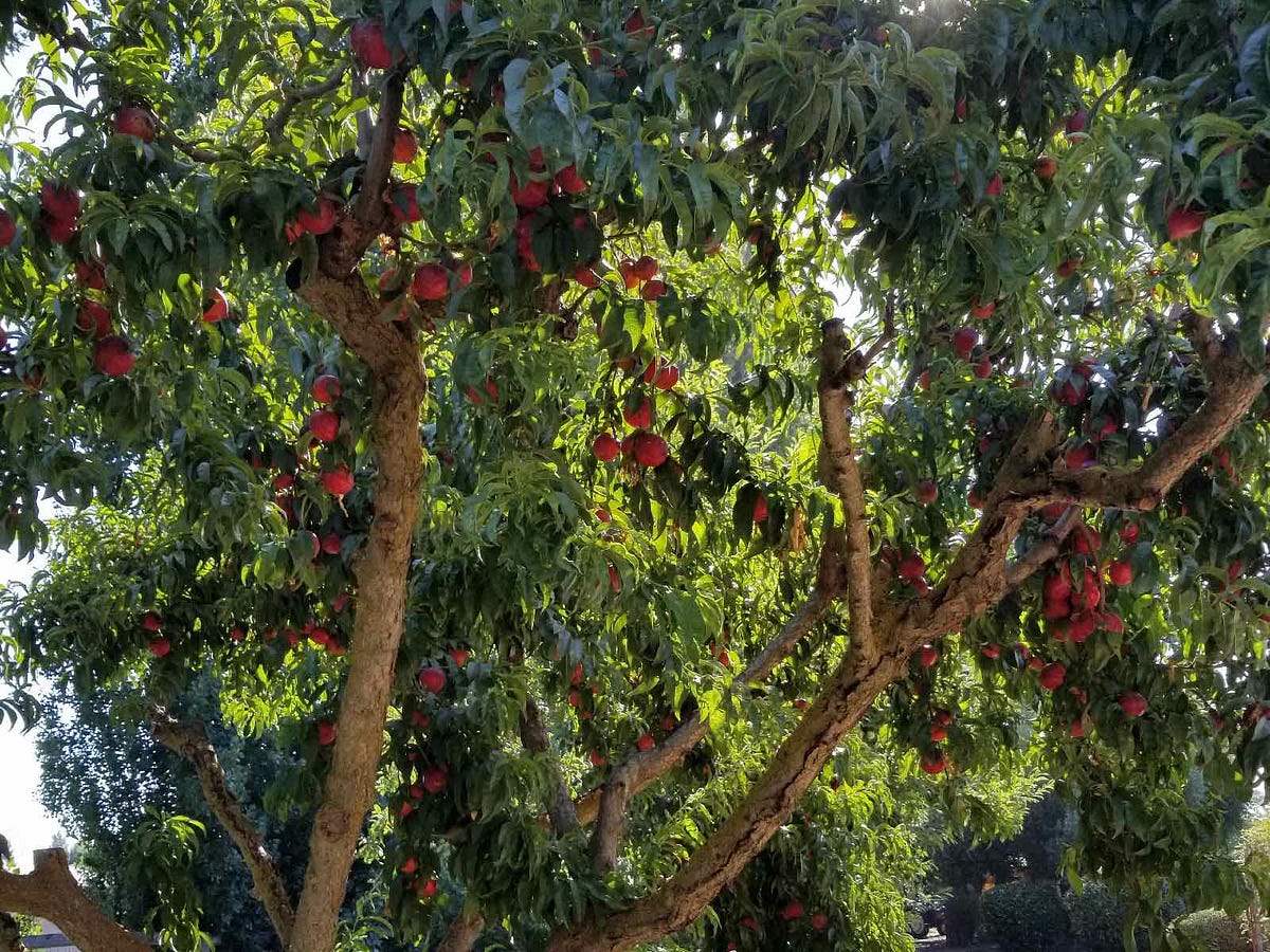 Revealing the Life-Cycle of Fresh Fruit | by Julie Moreno | Food ...