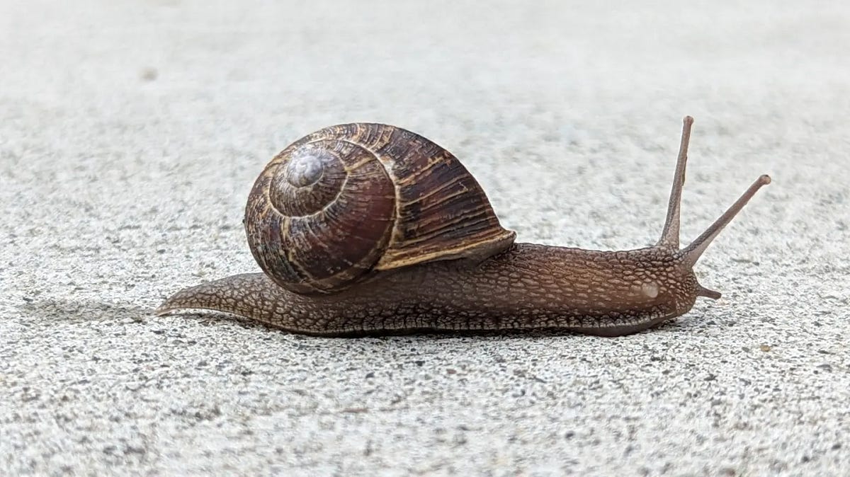 A Forgiving Road Goes Slow. June 13th, 2024 | by Like a Leaf Literature ...