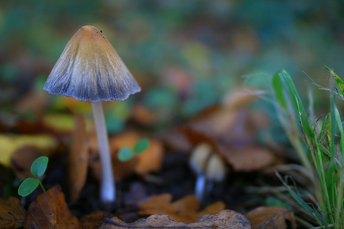 Fungi Growing in Fall. A load of interesting creatures coming… | by ...