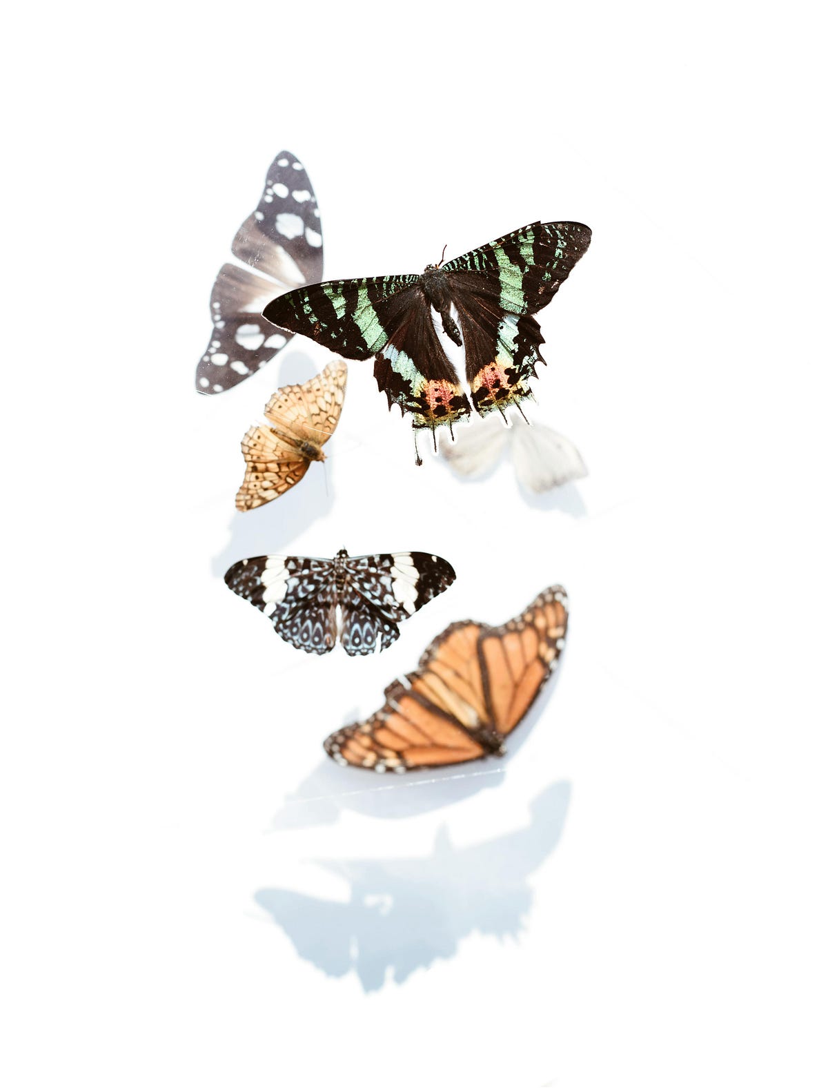Butterfly. “But good things don’t last forever… | by Steller Eyed | Sep ...
