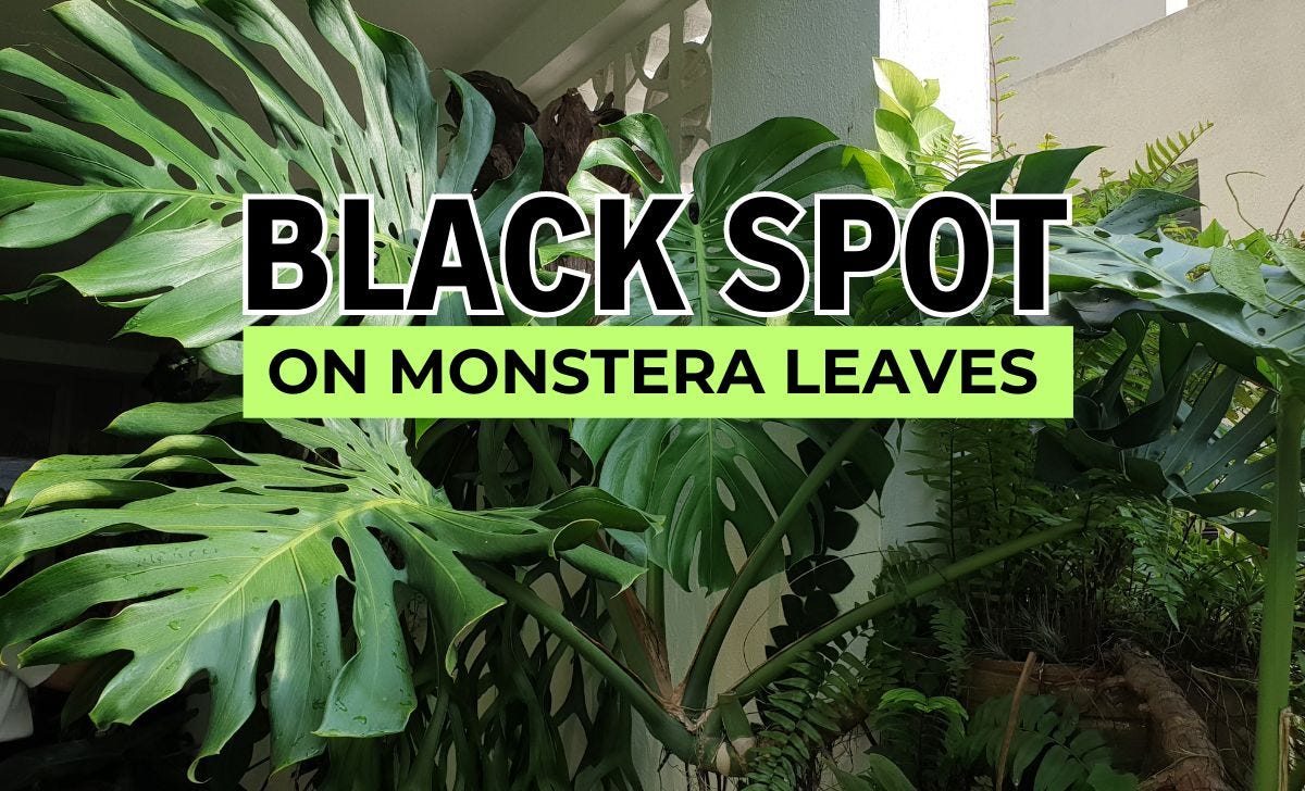 Why Is My Monstera Black-Spotted? Find The Reasons | by Atik Faysal | Jul, 2024 | Medium