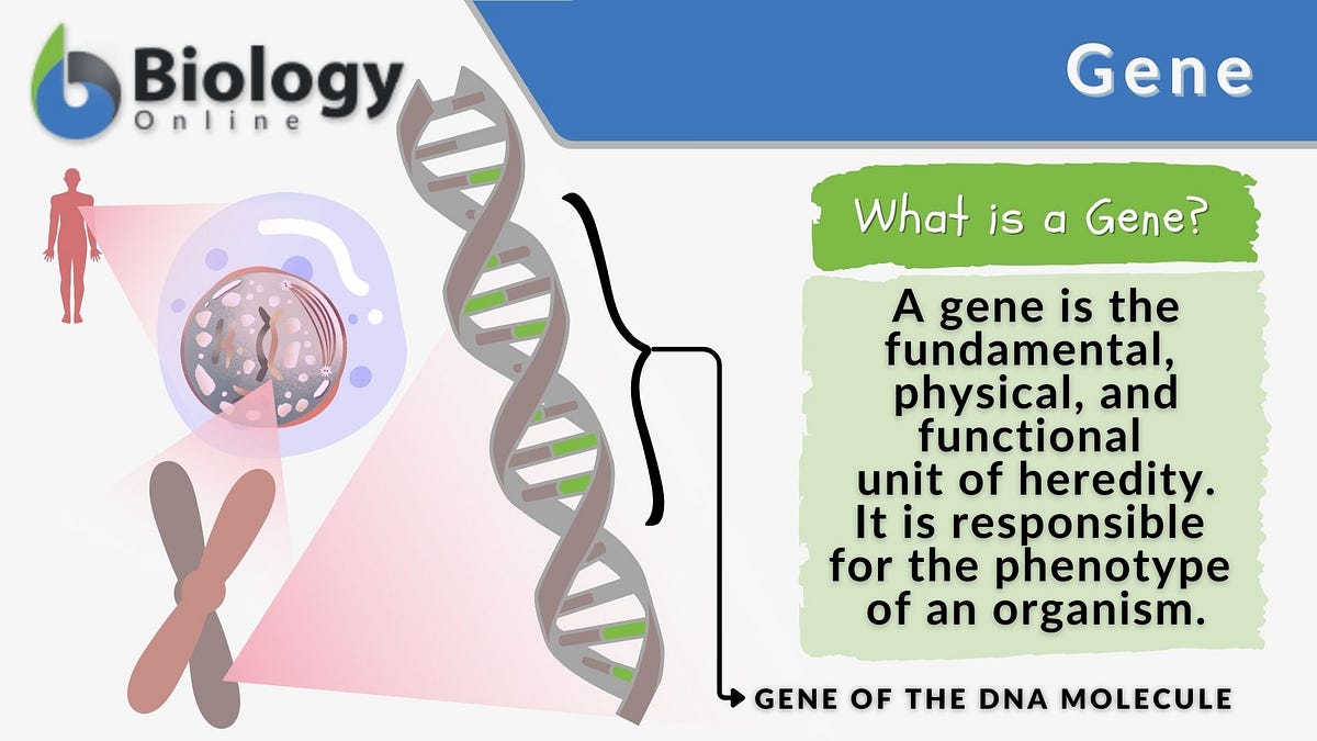What is a gene?. Each one of our cells contains 46… | by Shaziya | Medium