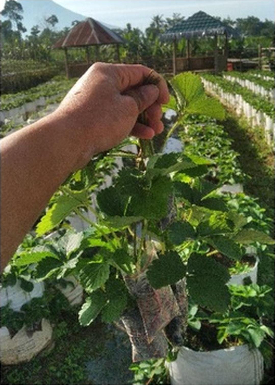 Bibit Strobery Jenis Mencir Indramayu Terbaik | by Joyokarto Florist ...