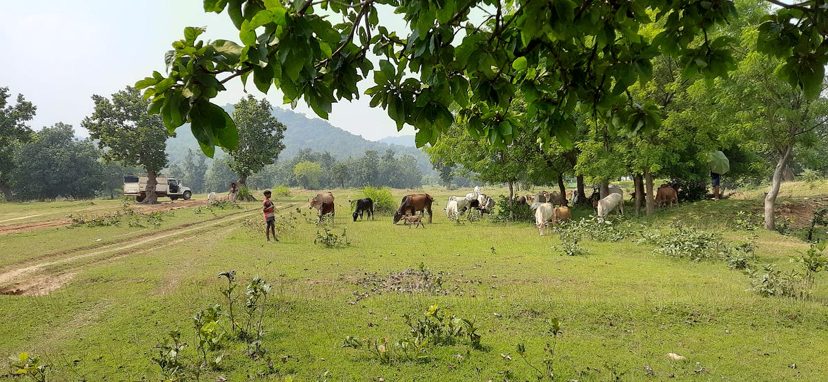 Foragers beside cognitive and industrial revolution - Parvez Alam - Medium