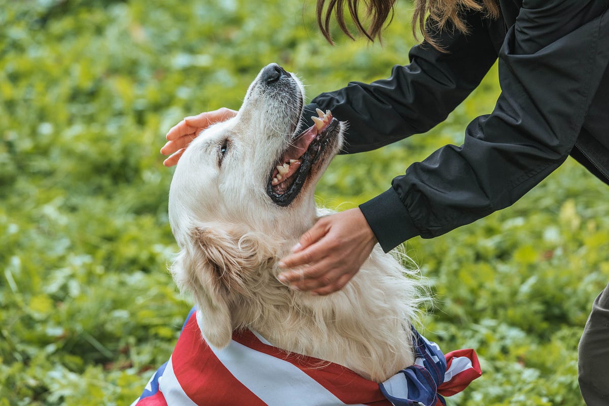 Why I Stopped Worrying About Being the ‘Perfect’ Pet Parent | by Sherly ...