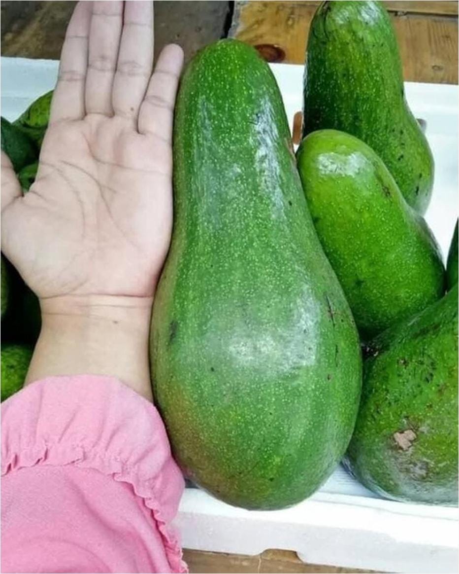 Bibit Alpukat Aligator Cepat Berbuah Bandung Berkualitas | by farzan ...