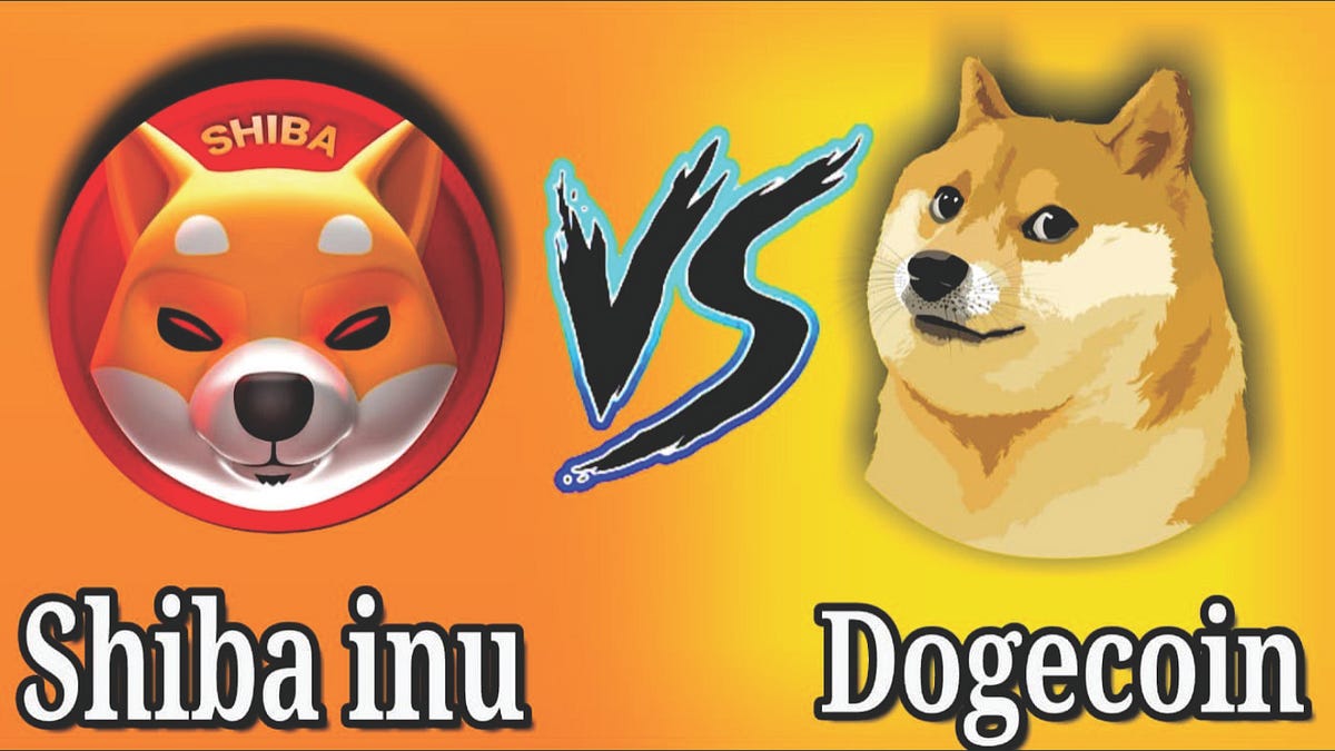 Shiba Shootout vs. Shibainu: Key Differences Explained | Medium
