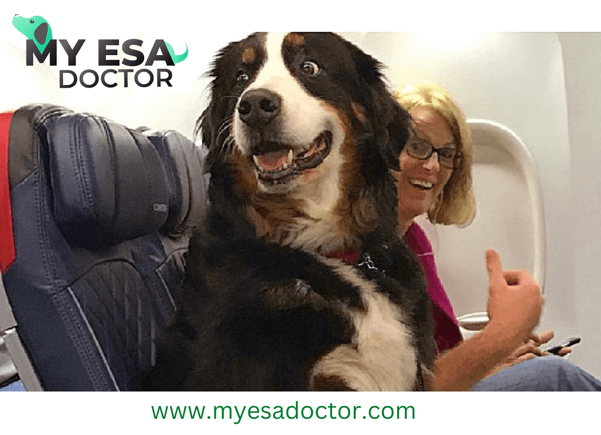 Flying with an emotional support dog | by MY ESA Doctor | Medium