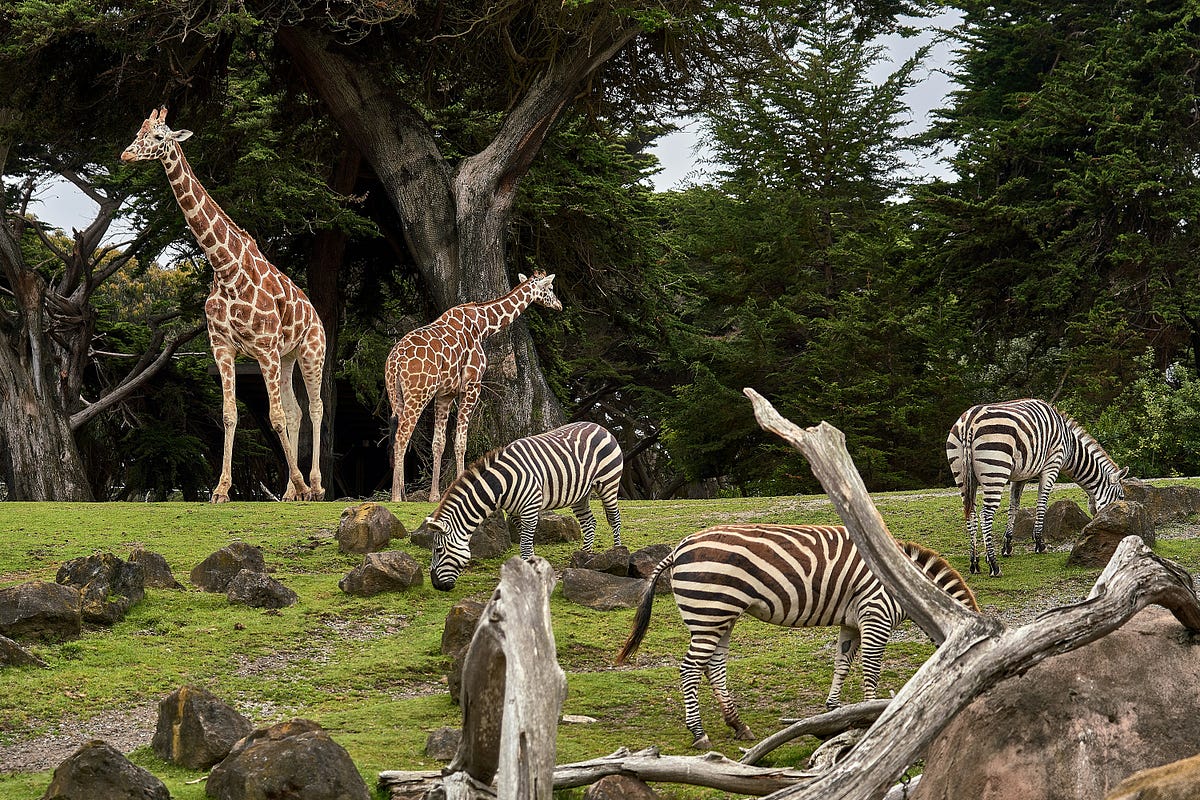 The Database Zoo: Exotic Data Storage Engines | by Gabor Koos | Level ...