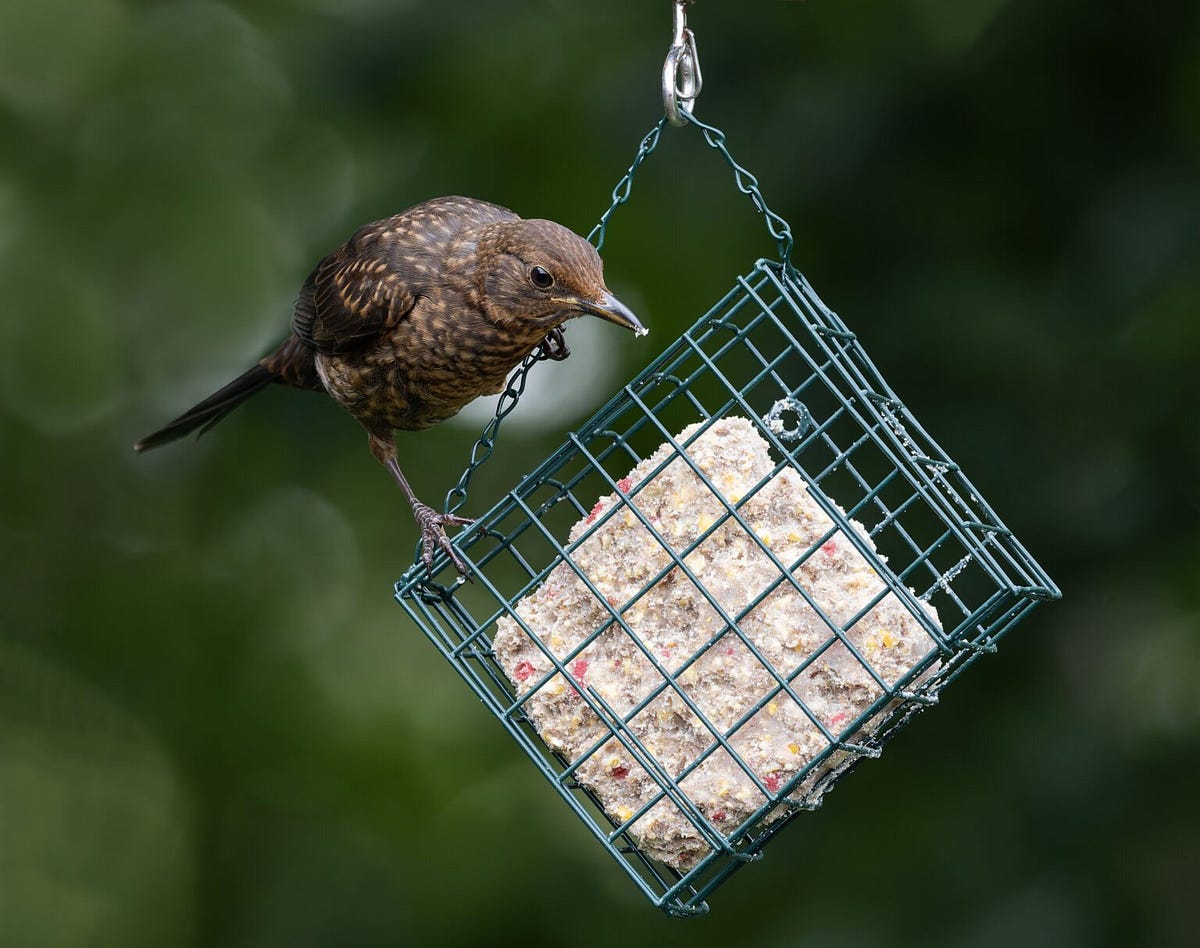 Create a Bird-Friendly Environment with Suet Blocks | Ecobird Food | by ...