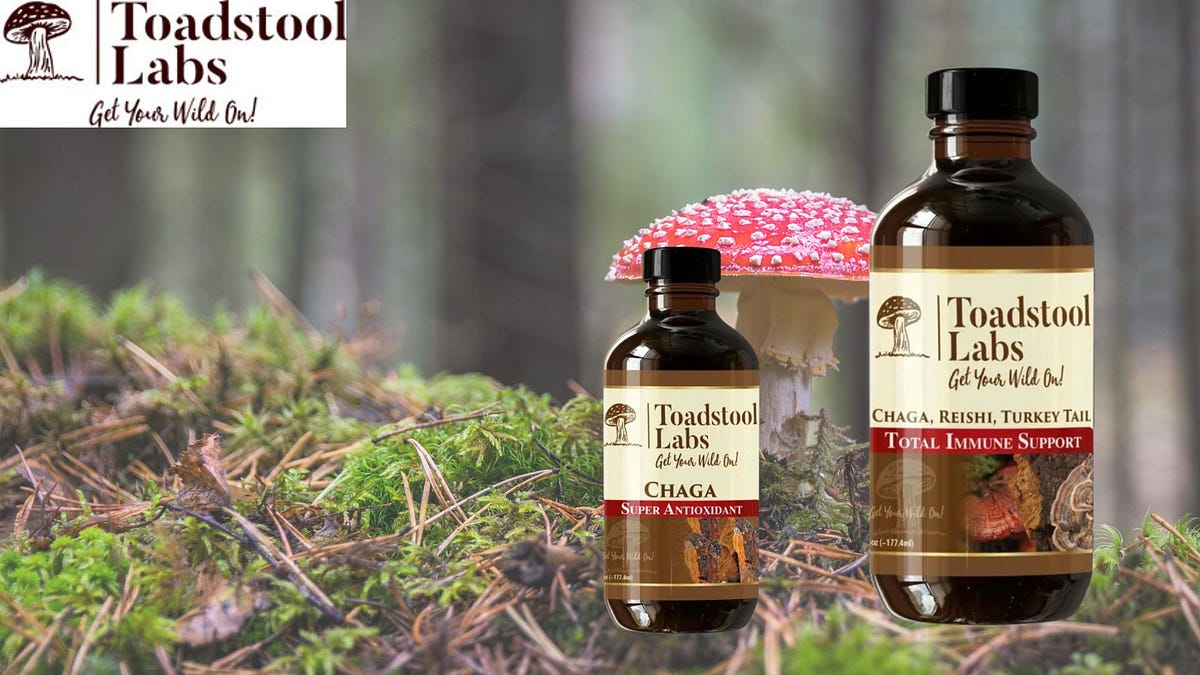 Harnessing Nature’s Remedies: Chaga vs Turkey Tail Mushroom - Toadstoollabs - Medium