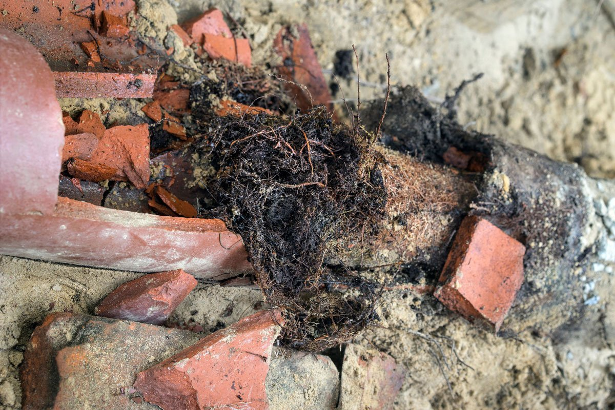The Link Between Tree Roots and Drain Problems: Insights for Alhambra ...