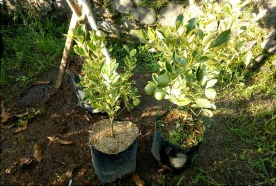 Bibit Jeruk Varigata Lemon Cui Berbungaberbuah Jember | by Agro Tani ...