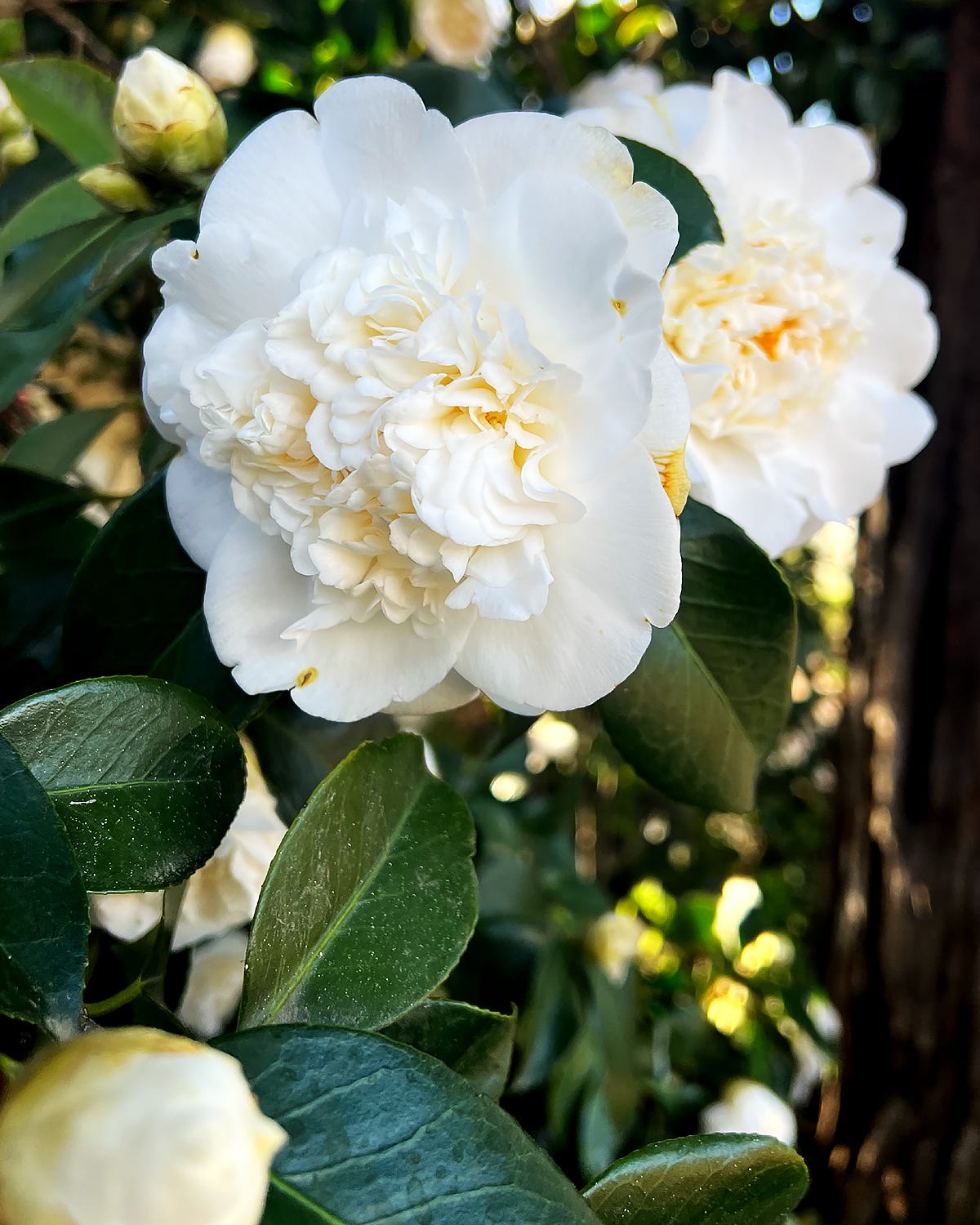 A Bouquet of Friends. May they brighten your day. | by Alan Campbell ...