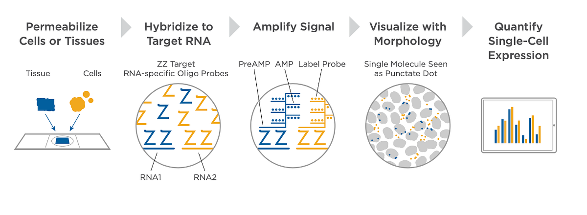 The double ZZ changing the RNA world | by Shubhojit Roy | Unknownimous ...