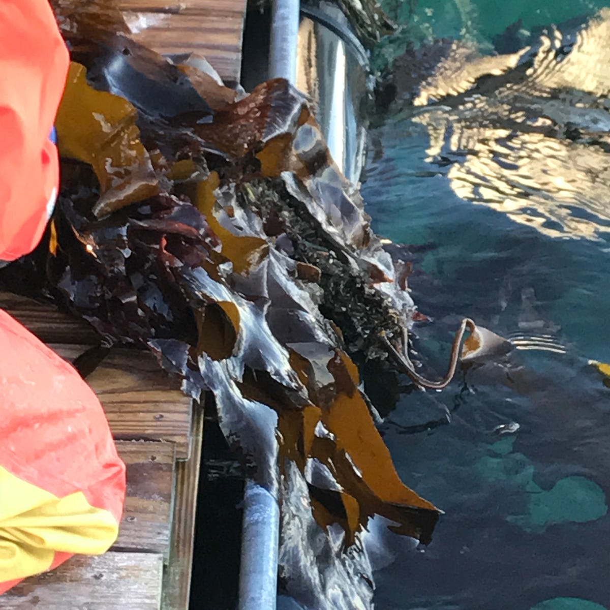 Sustainable Seafood Dinner. On Wednesday, April 24, 2019 UNH Dining ...
