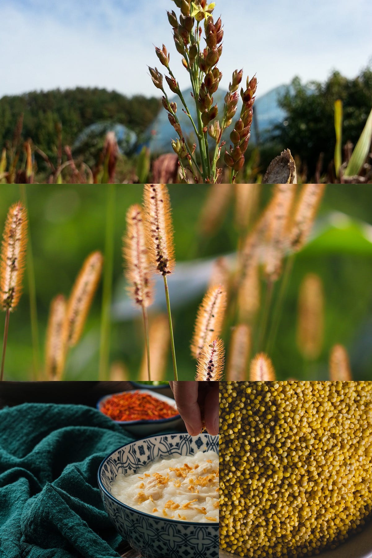 Getting Your Health Back on Track with Millets: The Incredible Benefits ...