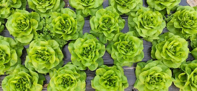 LETTUCE FARMING: A BEGINNER’S GUIDE | by Green Shoots Agriculture | Medium