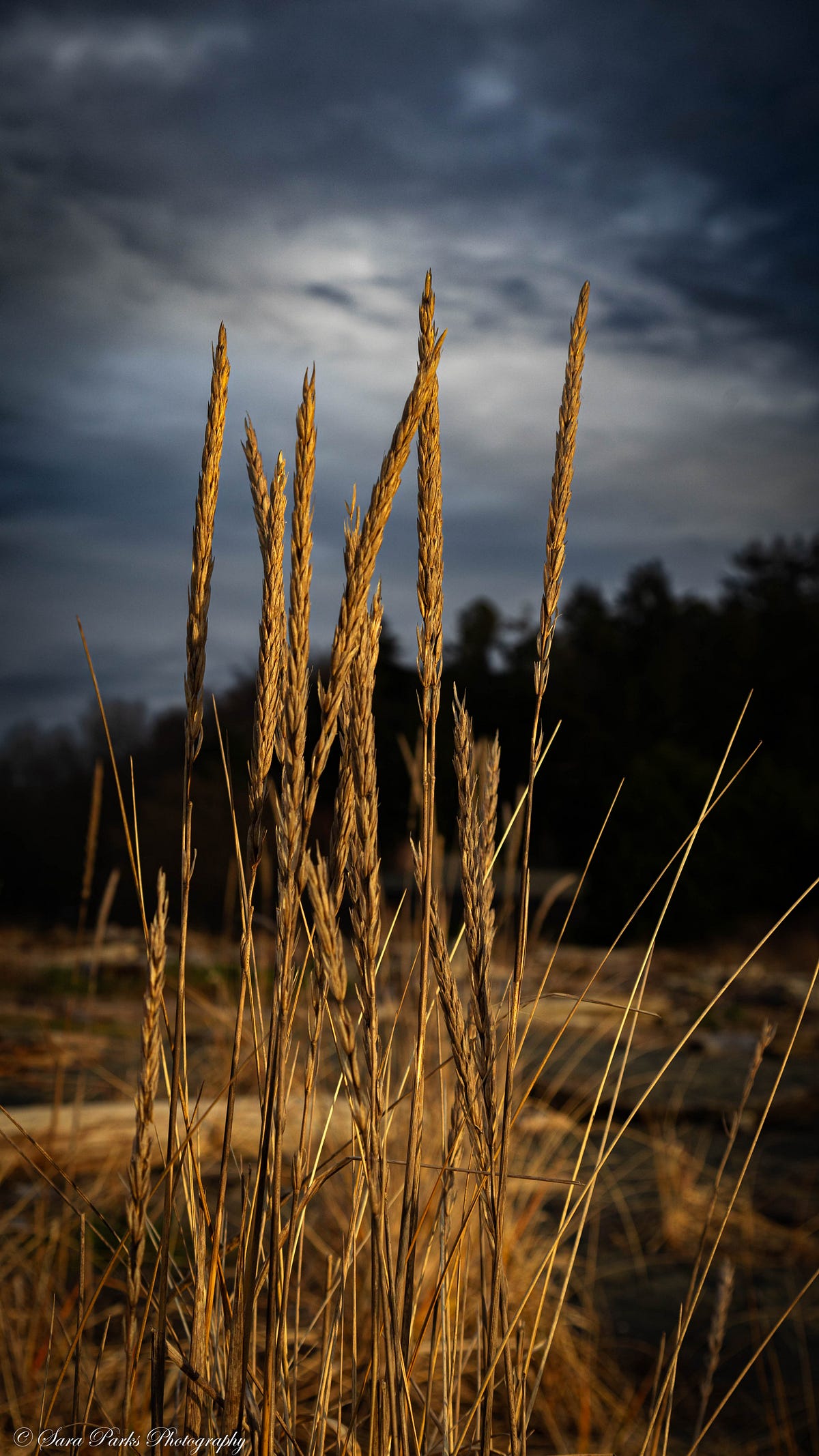 Farewell to February - Sara Parks - Medium
